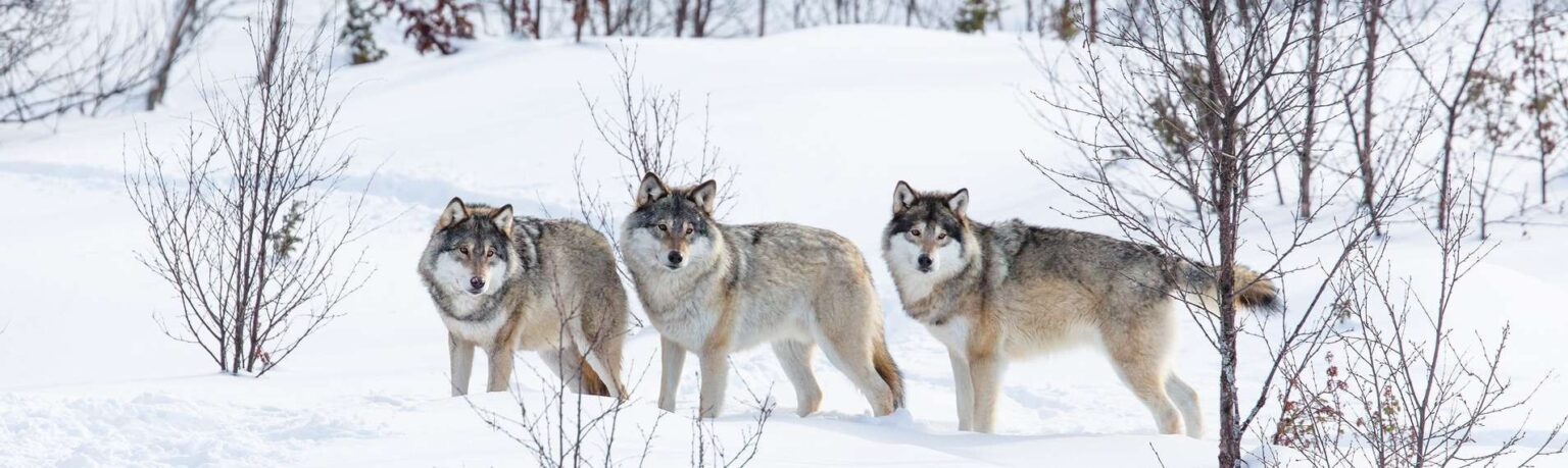 How successful was the Yellowstone wolf reintroduction?