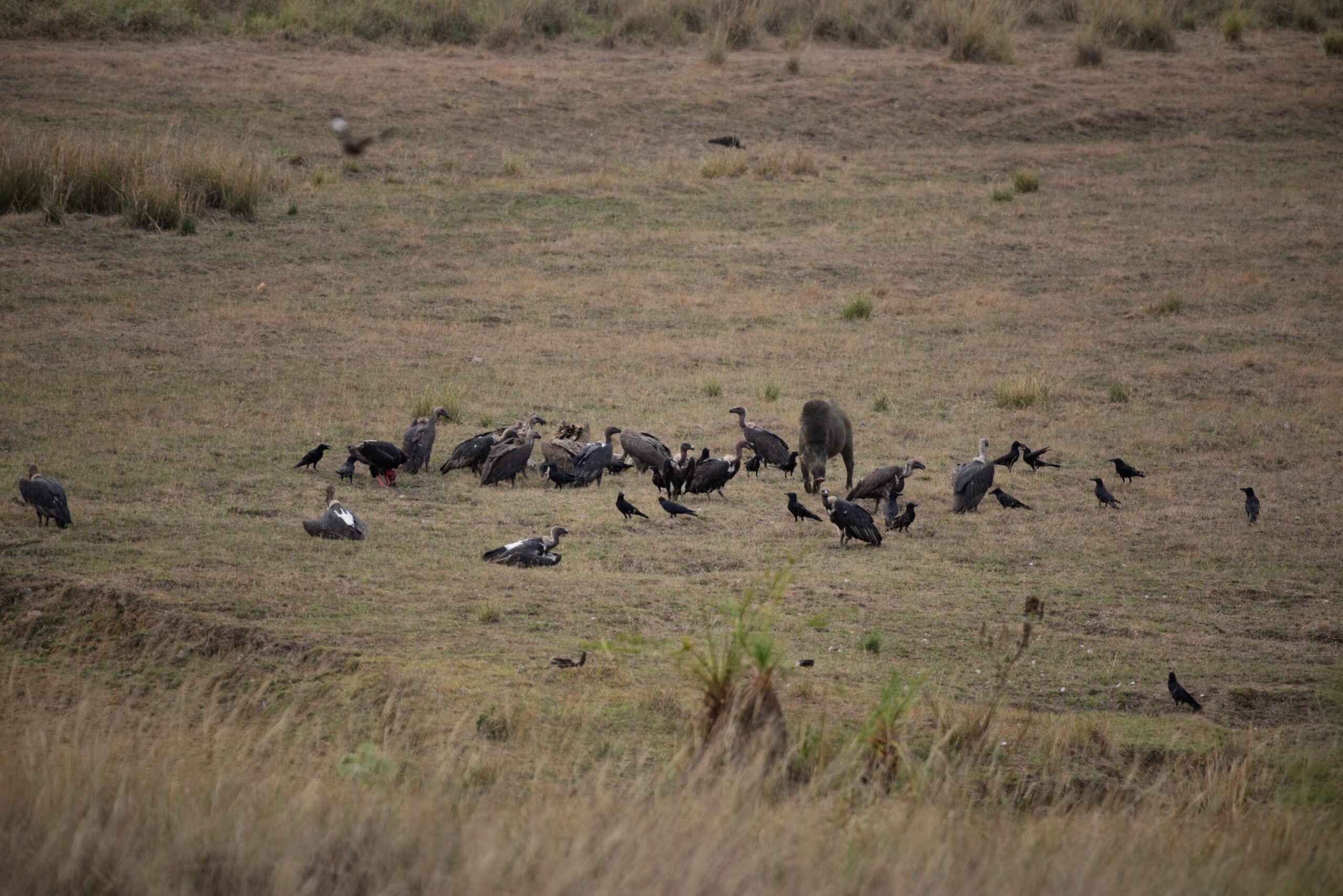 DSC_7929.NEF_ | Think Wildlife Foundation