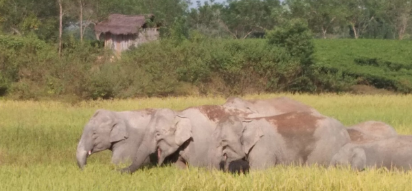 How are lemon tree preventing human elephant conflict?