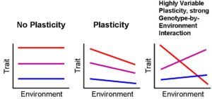 What is Phenotypic Plasticity and its role in evolution?