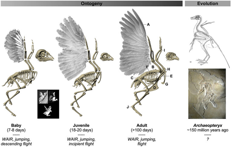 How has flight evolved in birds?