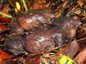 Kerala’s Living Fossil- The Purple Frog | Think Wildlife Foundation