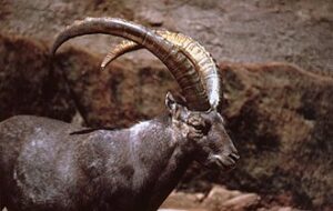 The Stunning Recovery of the Alpine Ibex | Think Wildlife Foundation