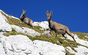 The Stunning Recovery of the Alpine Ibex | Think Wildlife Foundation
