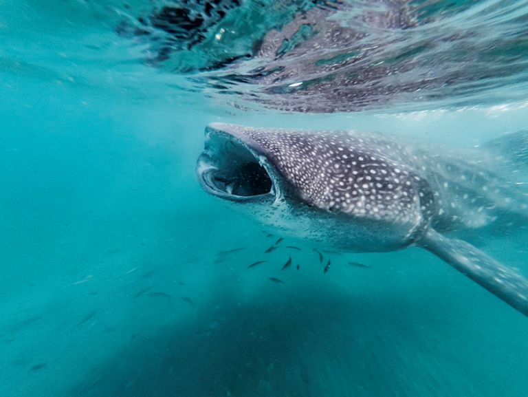 Why is whale shark conservation important?