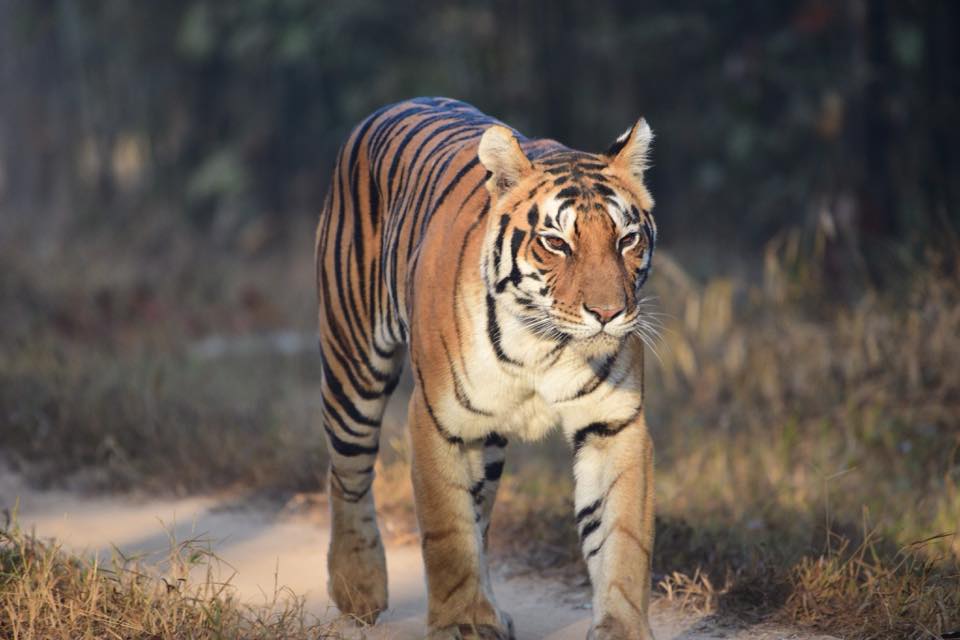 What are the causes of human tiger conflict?