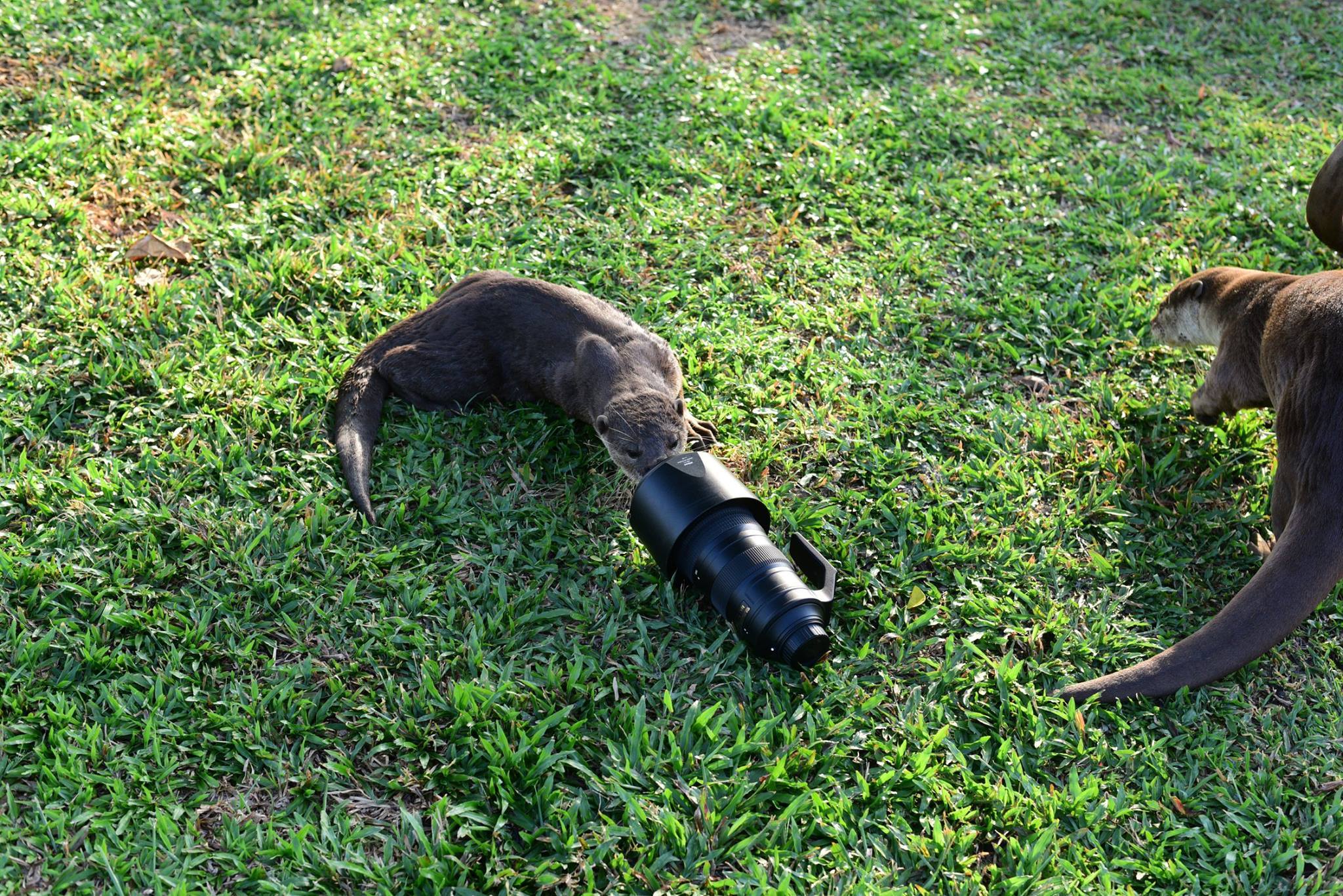 Is human-wildlife coexistence ever possible?