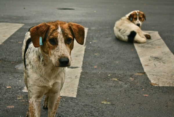 How are 35 million feral dogs destroying India’s wildlife?