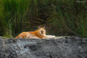 The Truth about India’s Golden Tiger
