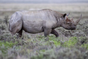 How has poaching impacted rhino species around the world?