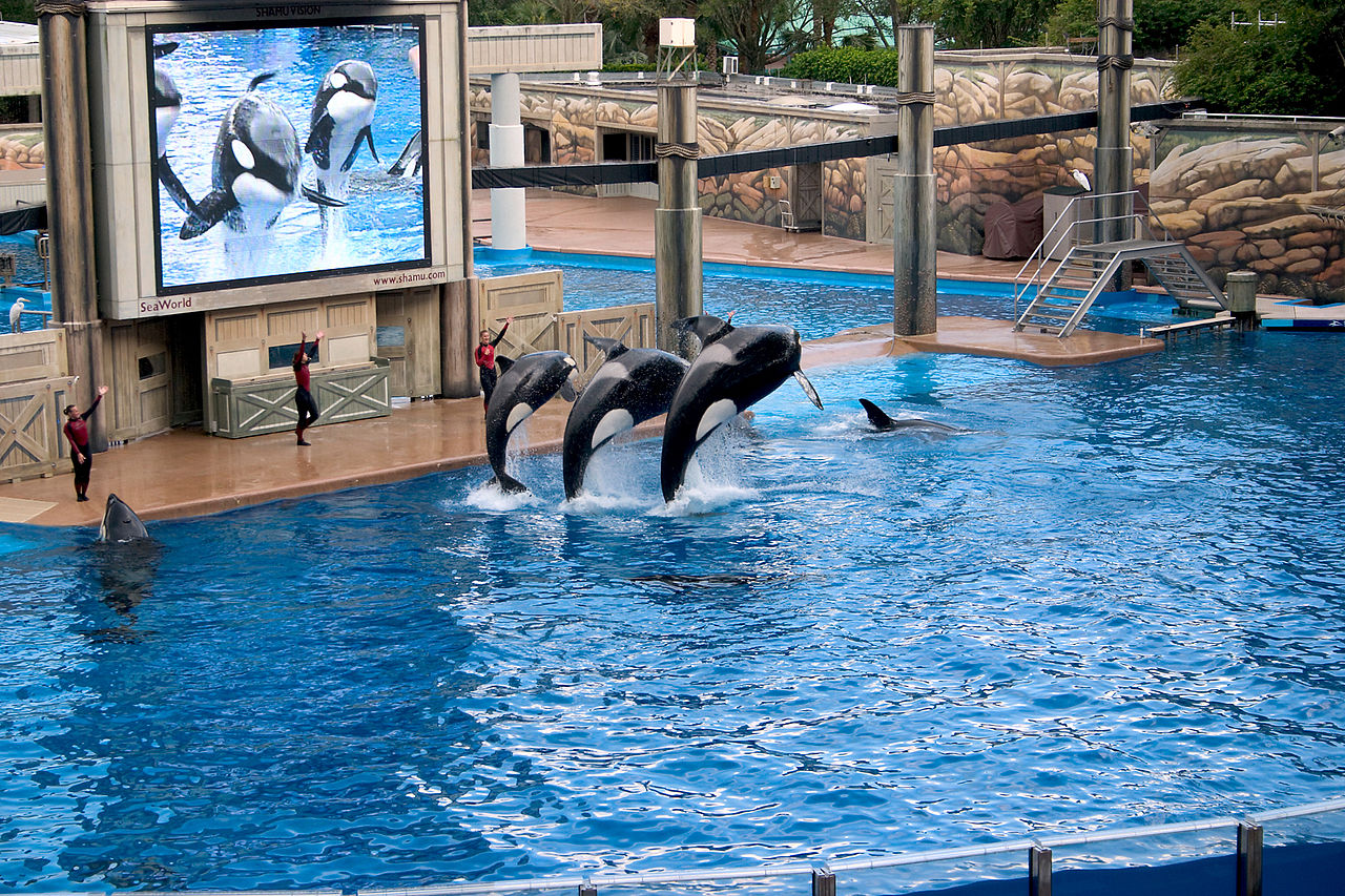 The Ugly Truth about Dolphin Shows