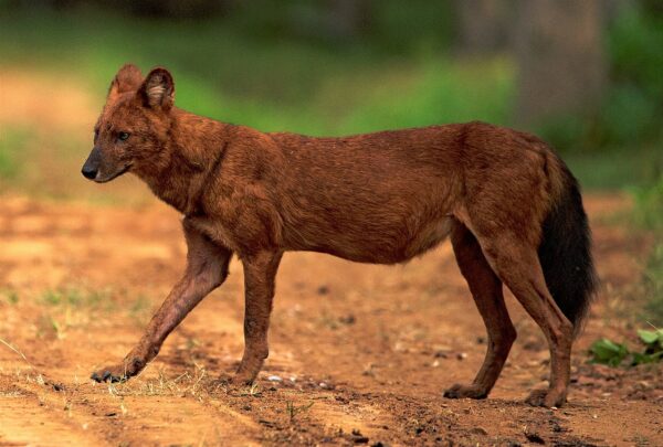 Dhole Conservation in India: Saving the Asiatic Wild Dog