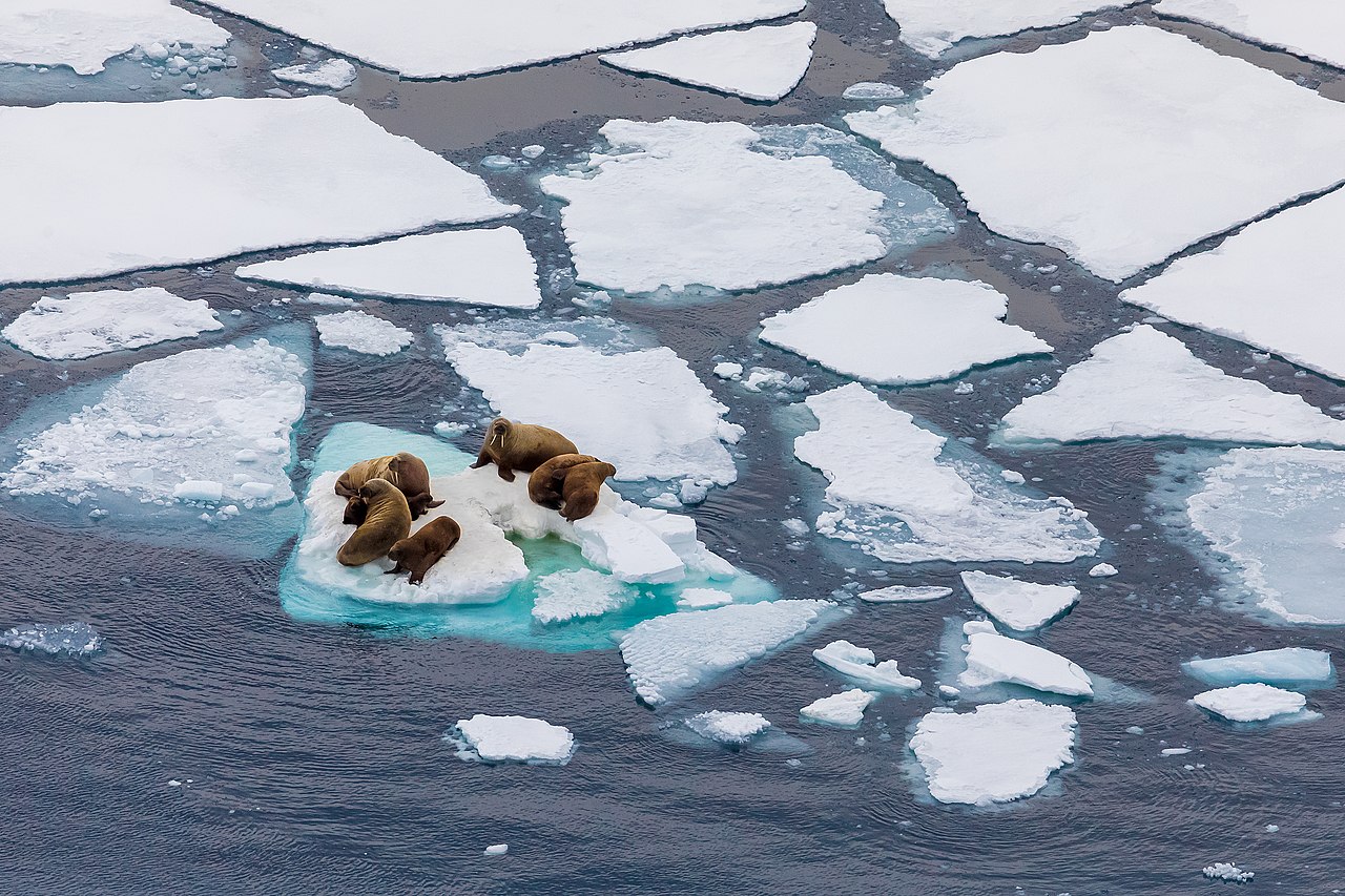 Threats and Conservation of the Arctic Marine Ecosystem