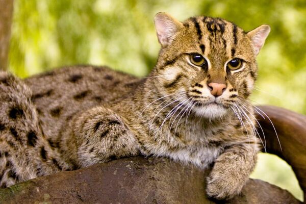 Threats and Conservation of the Fishing Cat | Think Wildlife Foundation
