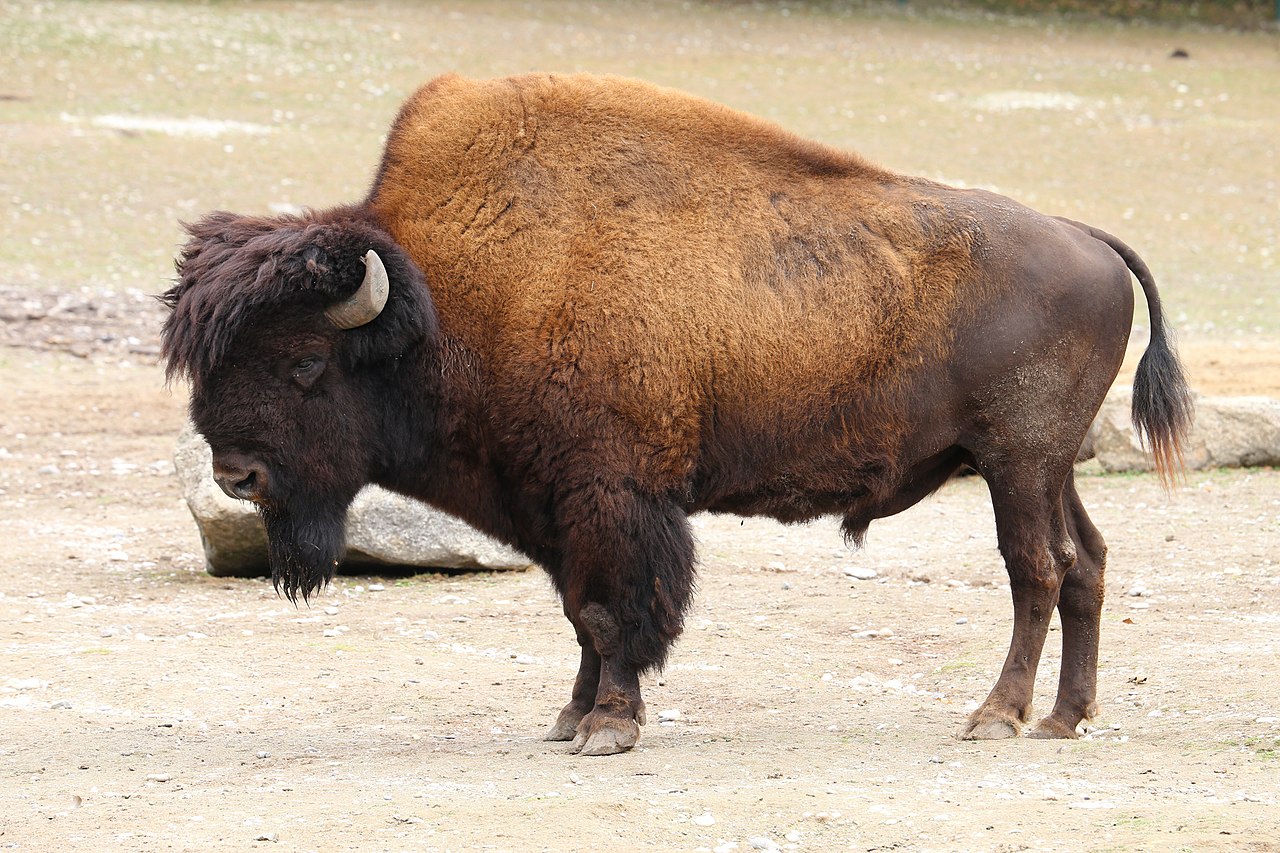 The American Bison: Restoring a Species to Its Natural Habitat