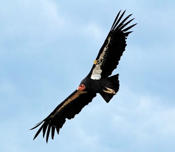 The California Condor: Breeding and Reintroduction Efforts for North ...