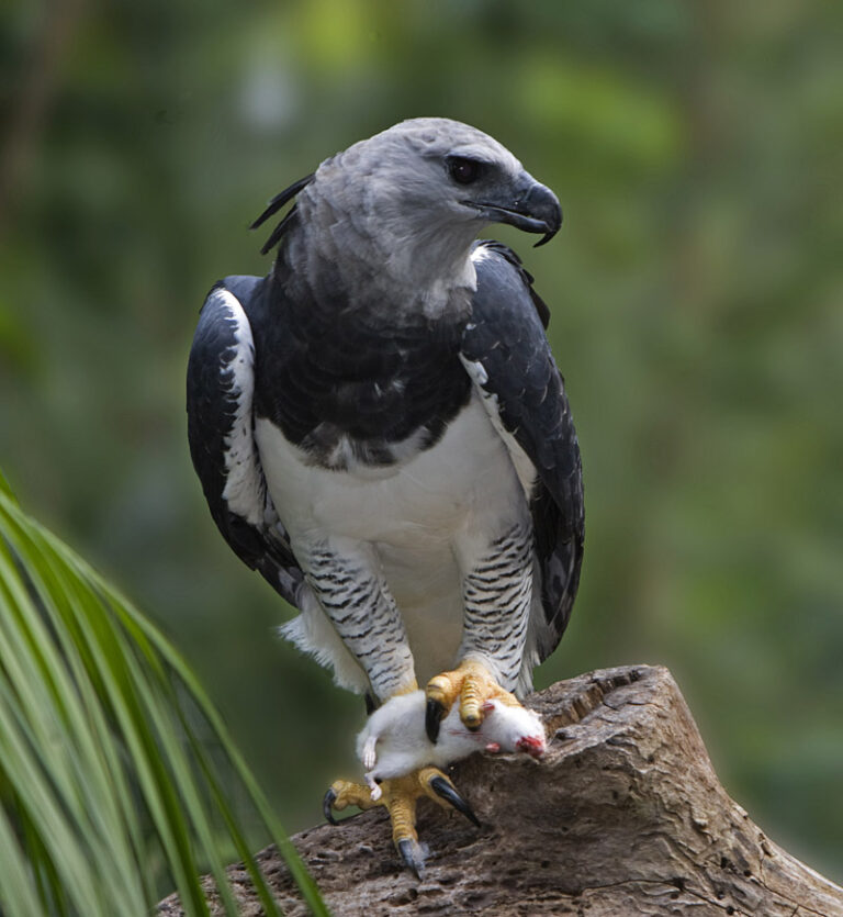 How is the Harpy Eagle being conserved in the Amazon Rainforest?