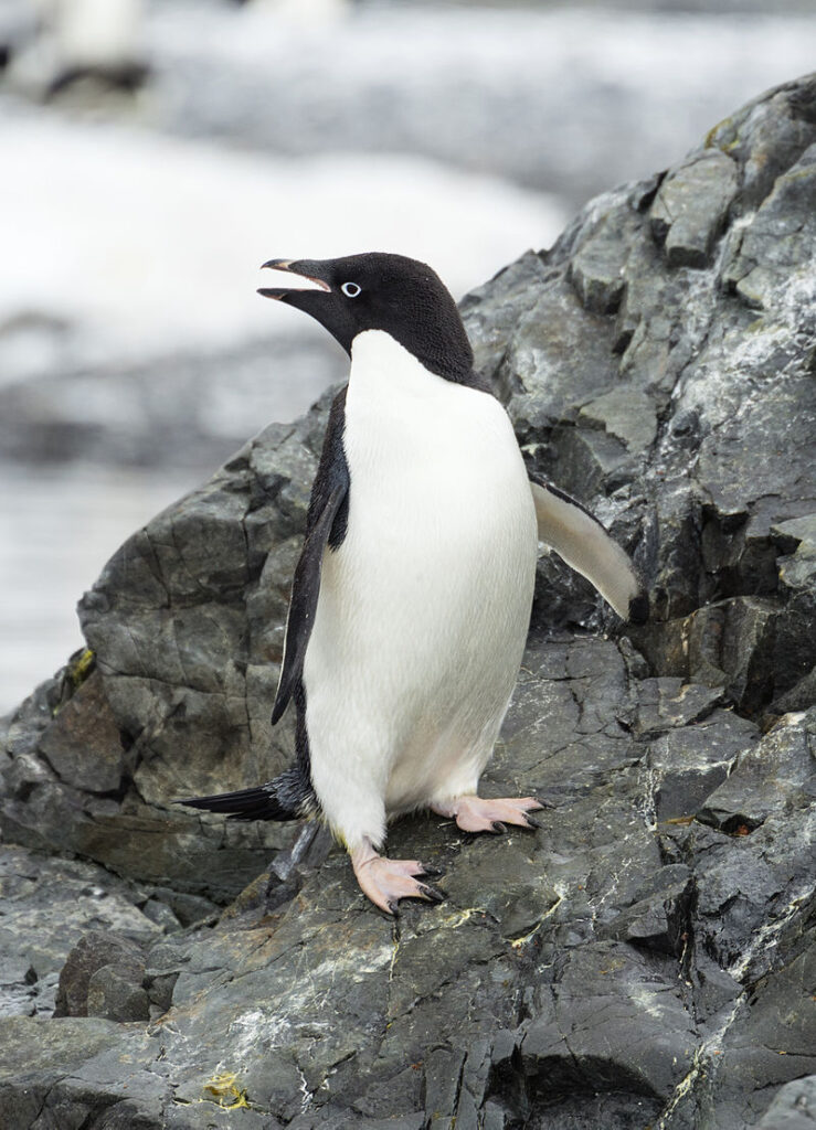 The Adelie Penguins: Surviving in a Changing Climate
