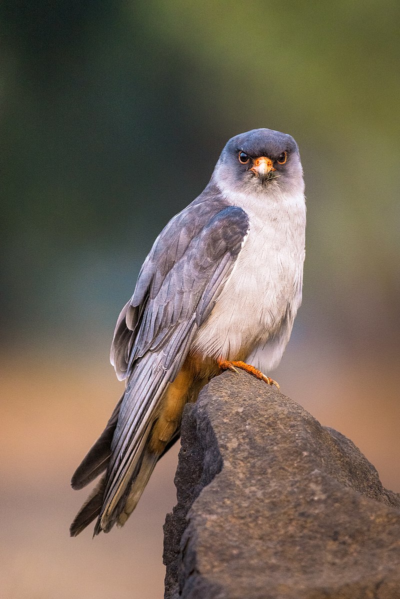 The Amur Falcons of North East India – A Conservation Miracle
