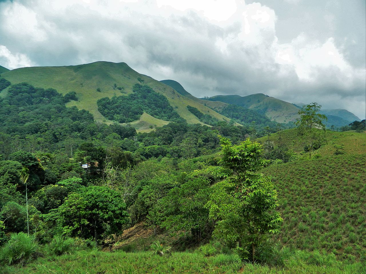 Understanding Extension Forestry and its Conservation Implications