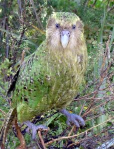 How is the Critically Endangered Kakapo Parrot being conserved?